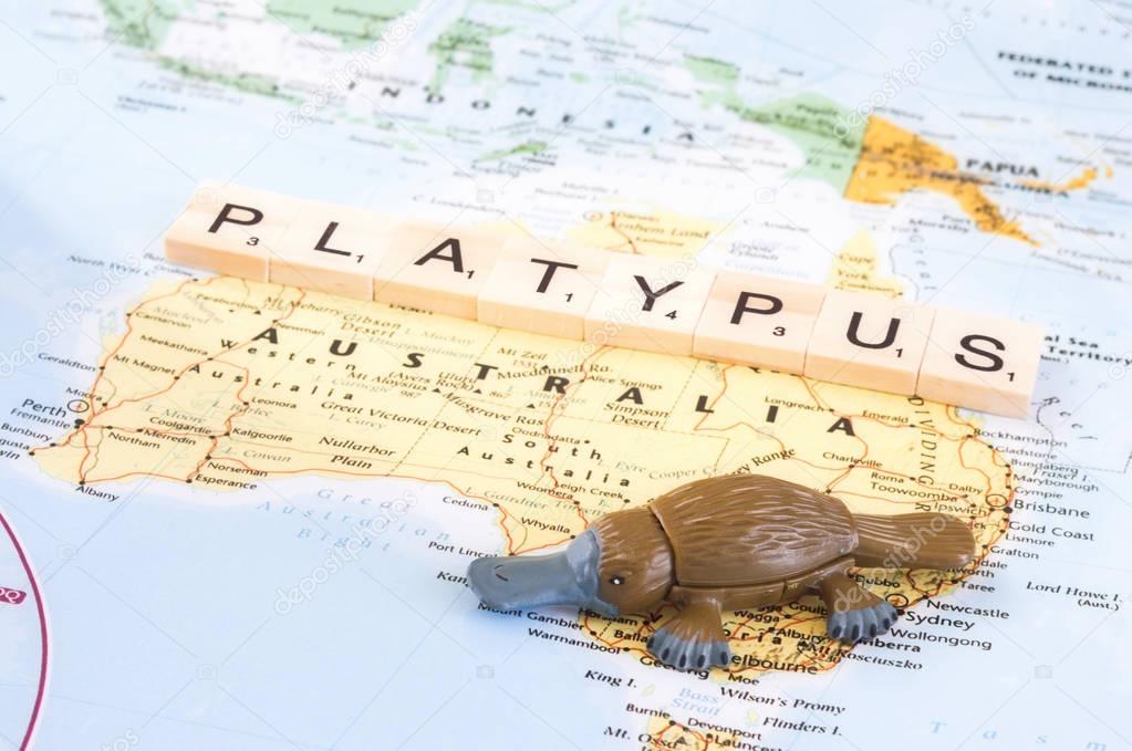 Pictures : platypus babies | Toy platypus on map of Australia – Stock ...