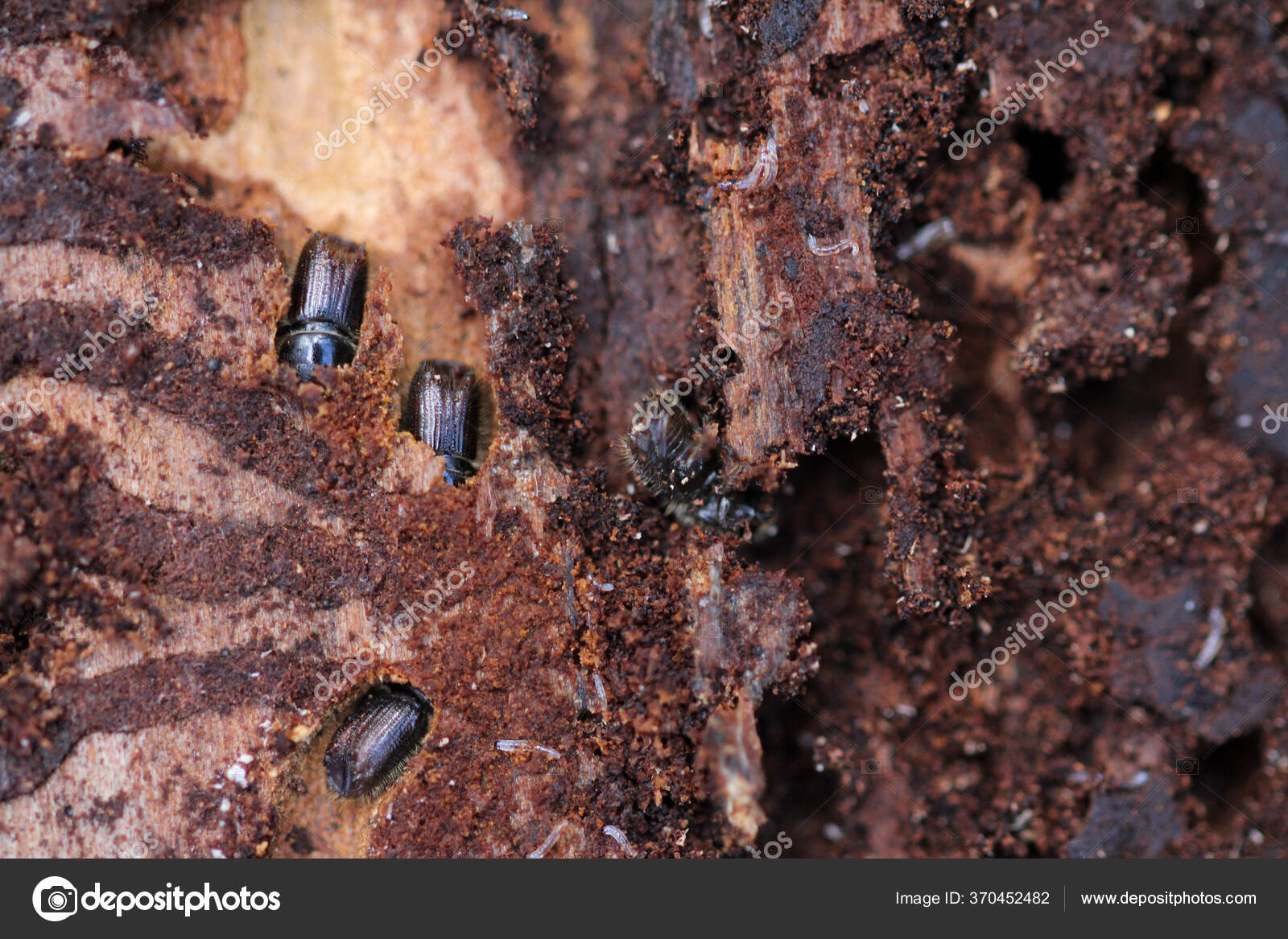 Bark Beetle Infestation Spruce Forest Stock Photo by ©worldnews 370452482