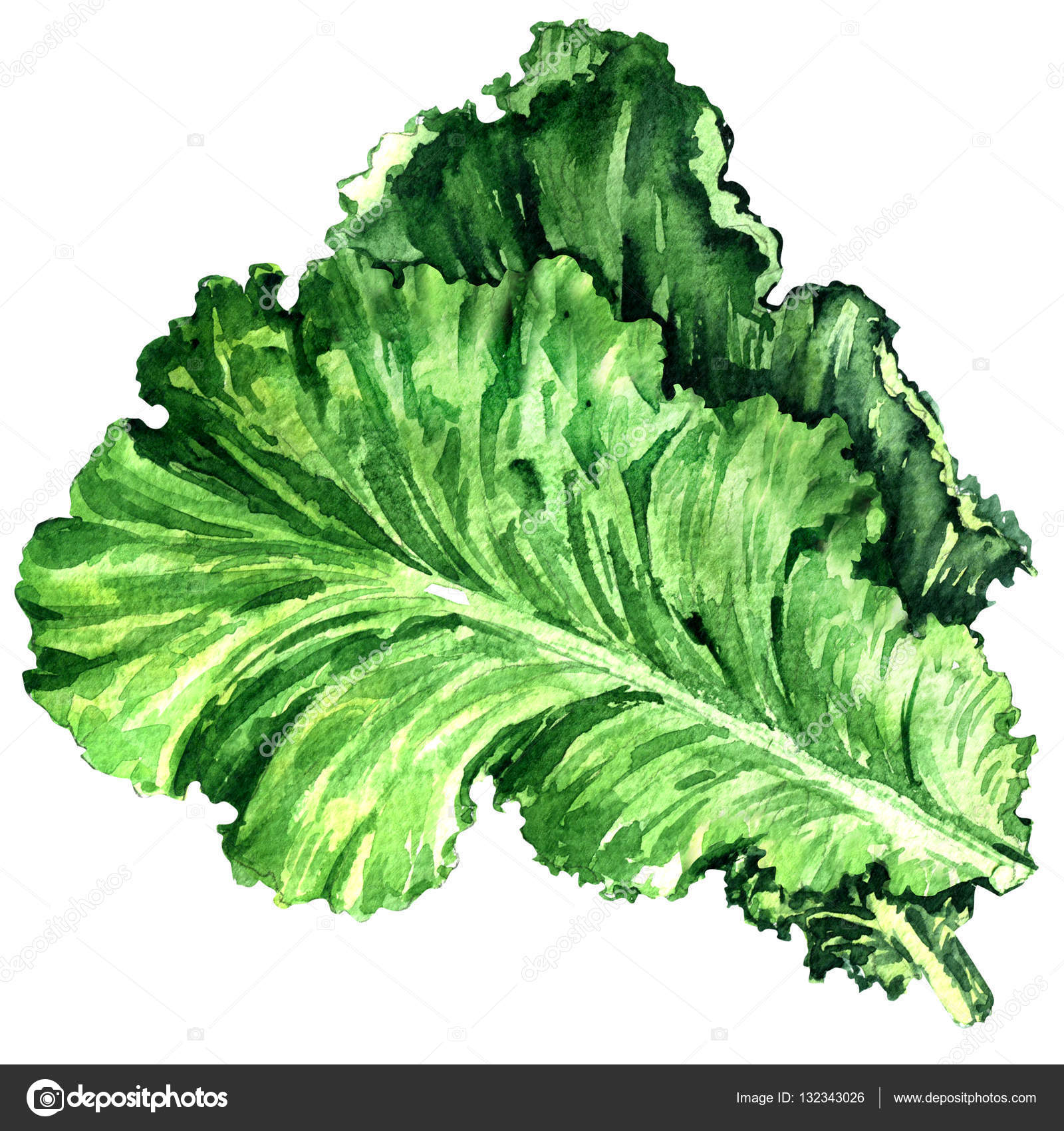 Lettuce Leaf Illustration