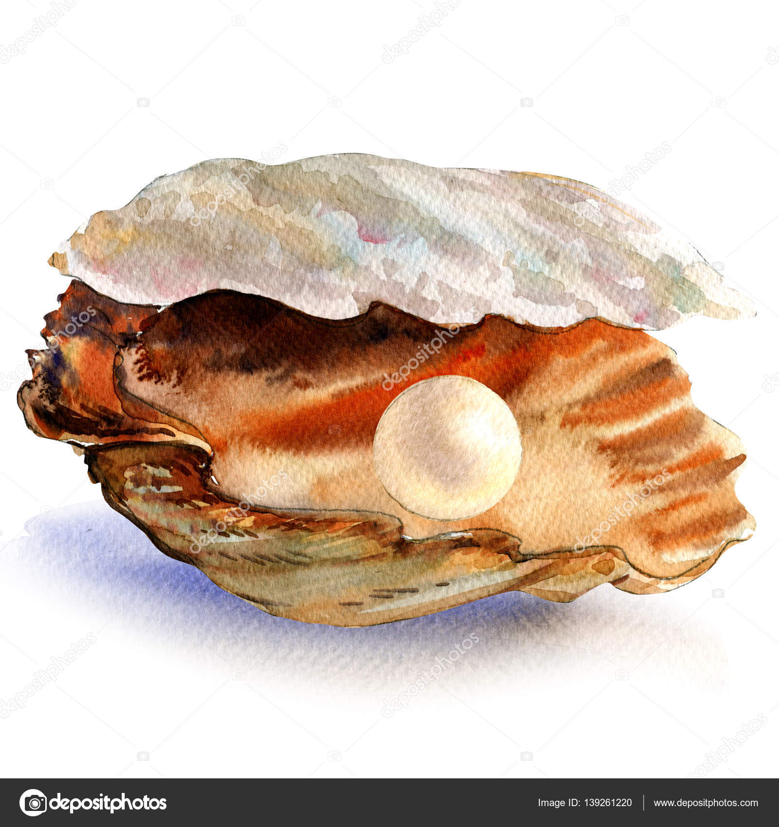 Open Shell Illustration