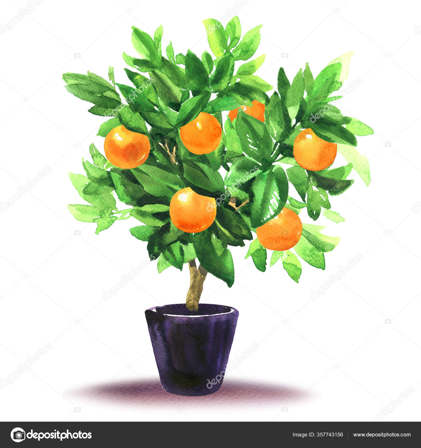Orange Tree Sketch