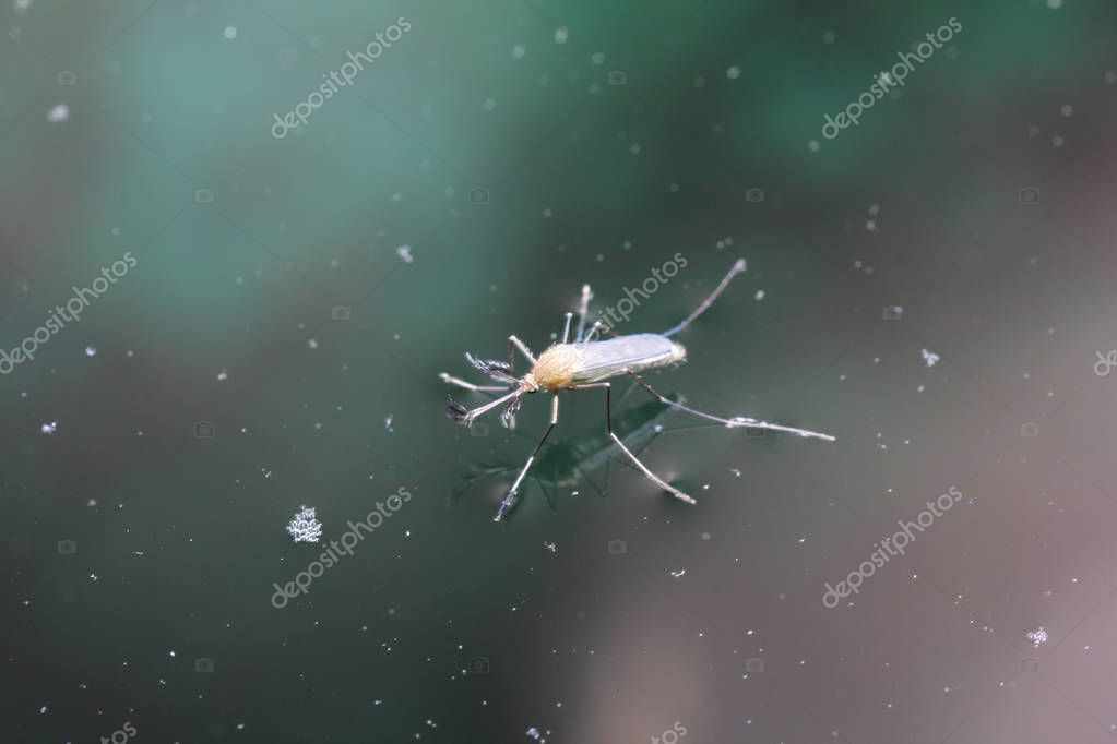 Los mosquitos son insectos y viven en el agua hasta que eclosionan y ...
