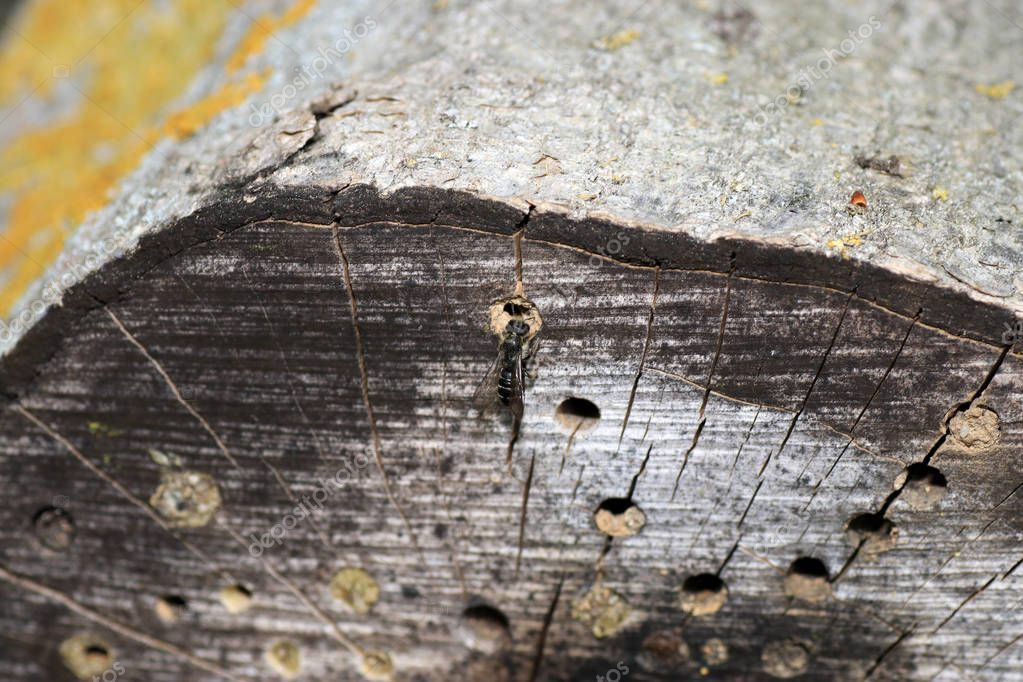 Un hotel de insectos o casa de insectos, es una ayuda artificial de ...