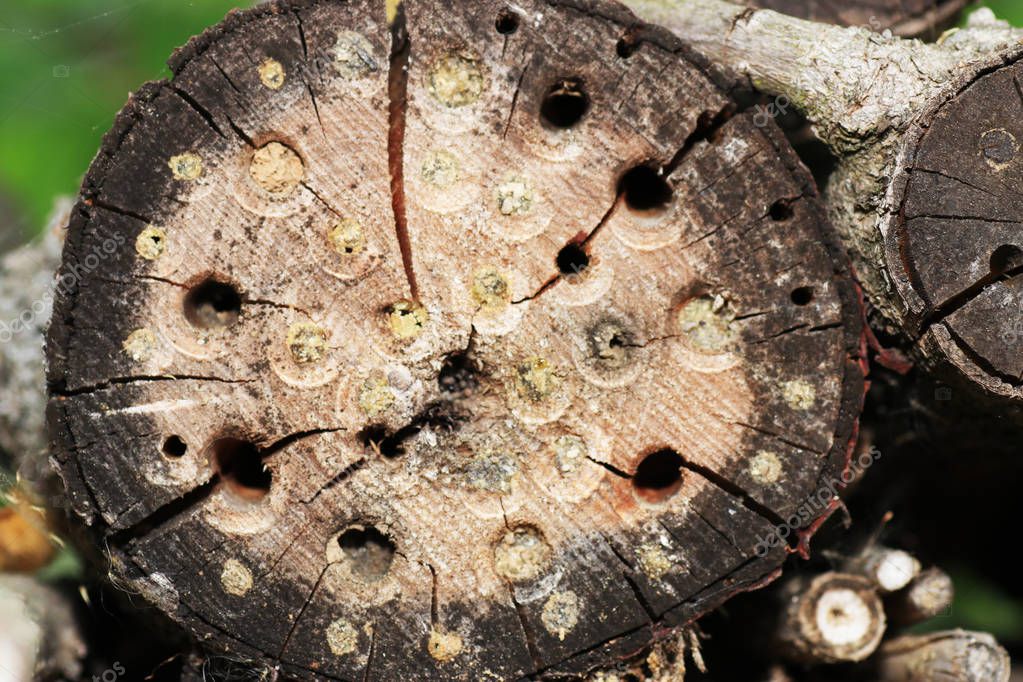 Un hotel de insectos o casa de insectos, es una ayuda artificial de ...