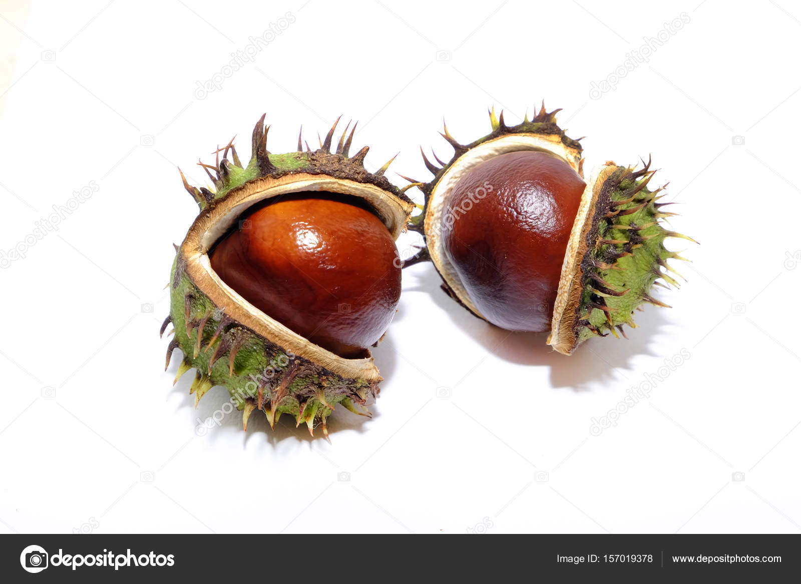Two split conkers Stock Photo by ©russbucks 157019378