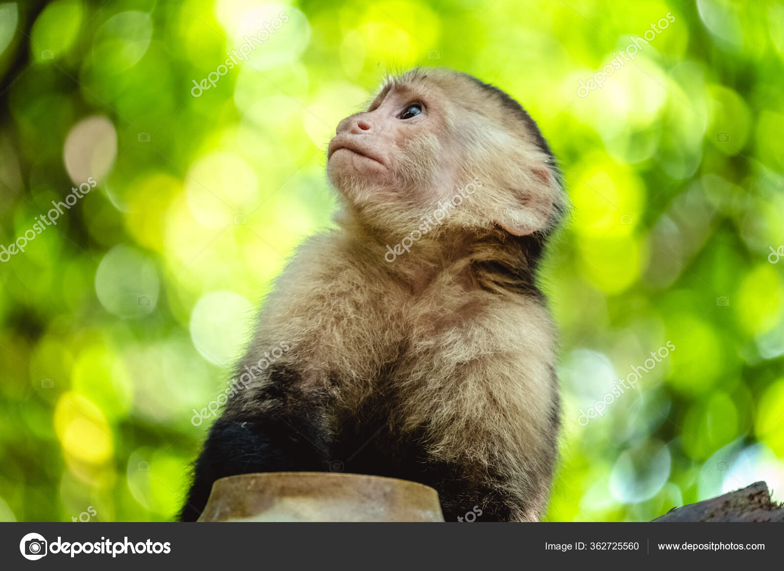 White Headed Capuchin Monkey Cebus Capucinus Wild Natural Background ...