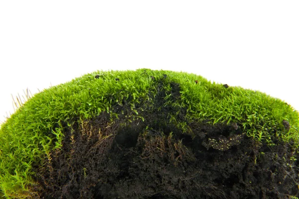 Green Moss — Stock Photo © Digifuture #3734098