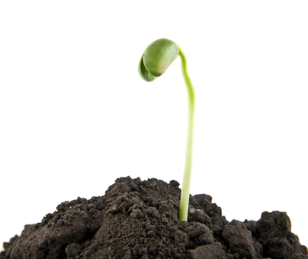 Growing seed Stock Photos, Royalty Free Growing seed Images | Depositphotos