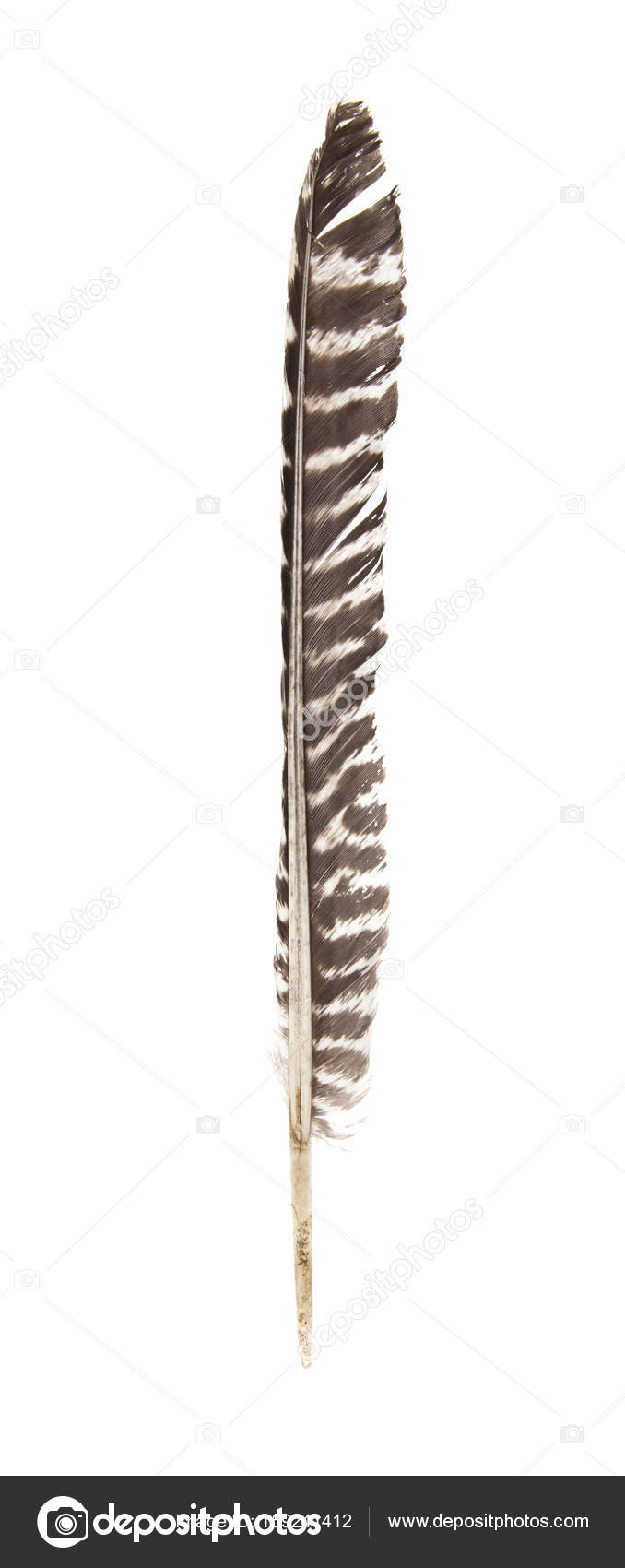 Goose feather isolated on white background — Stock Photo © valzan ...