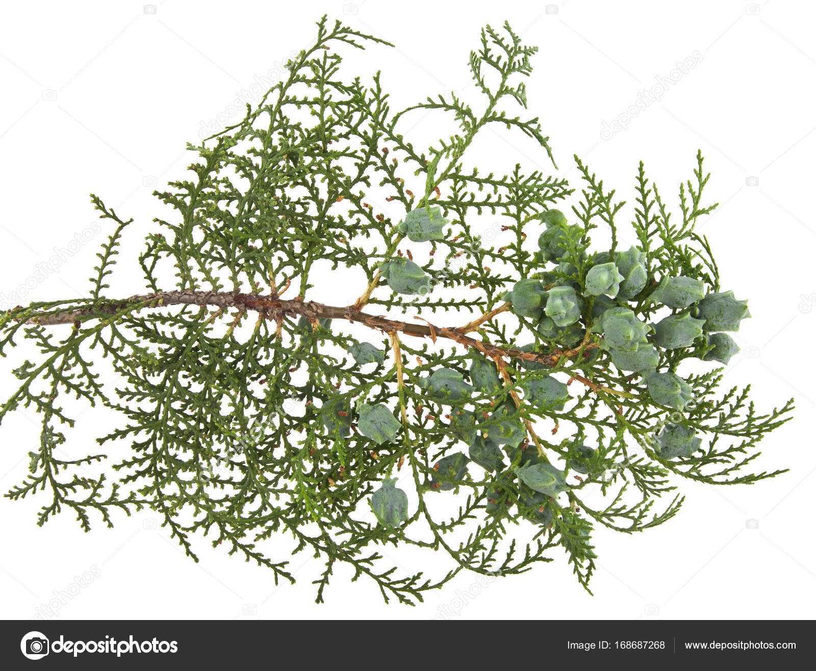 Twig branch isolated on white background Stock Photo by ©valzan 168687268