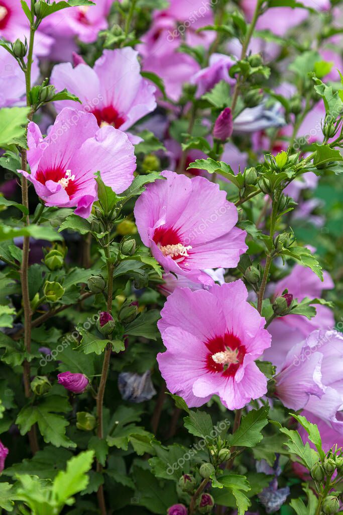 Brillante flor grande de hibisco púrpura (Hibiscus rose sinensis) sobre ...