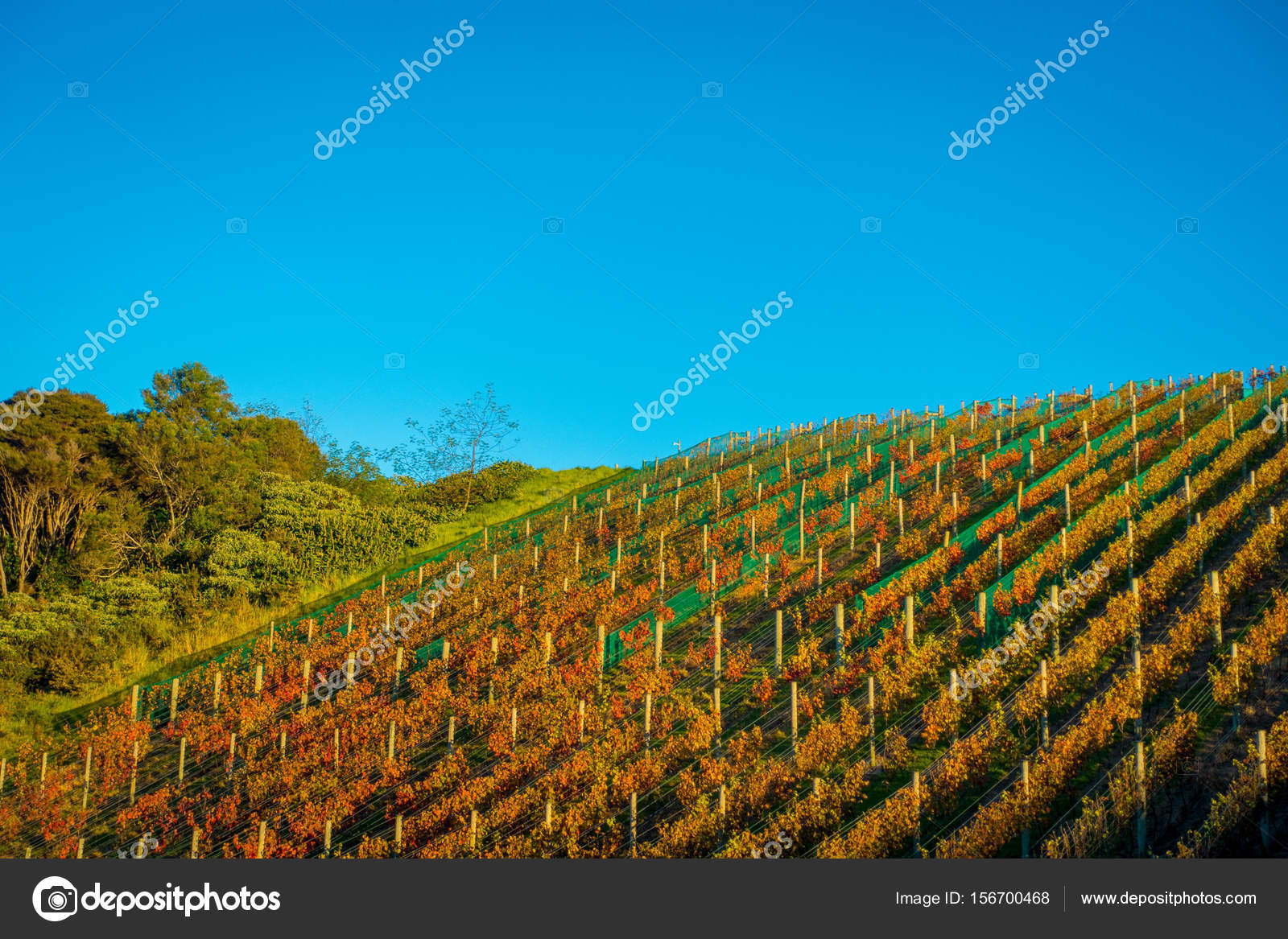 Raw vineyard vertical panoramic view on Waiheke Island, Auckland, New ...