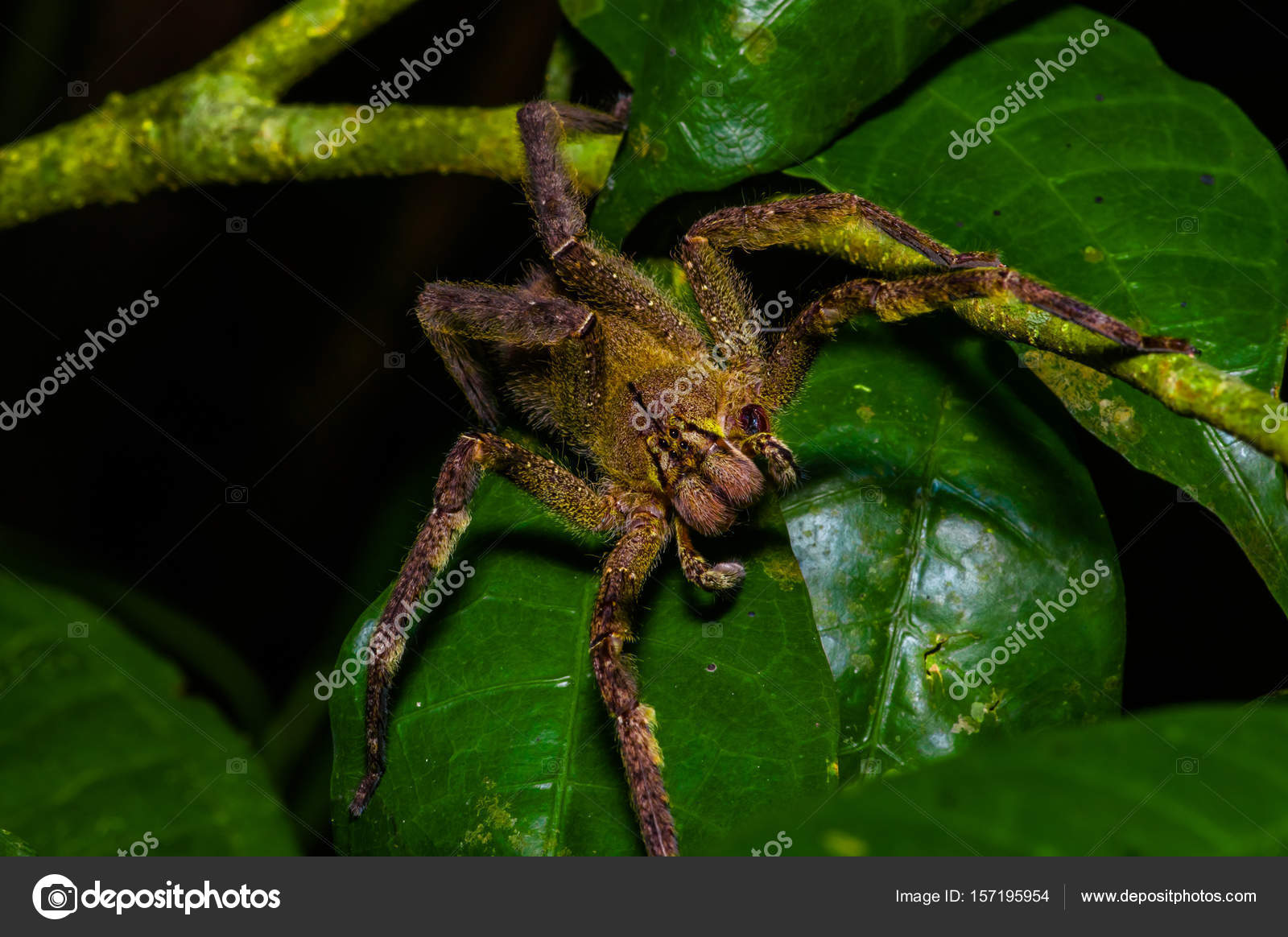Rainforest Spiders