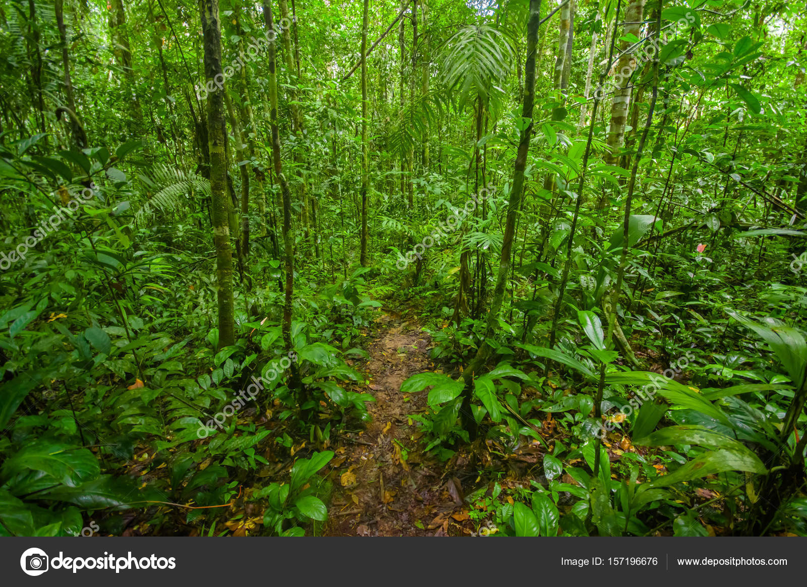 Dentro de la selva amazónica, rodeada de densa vegetación en el Parque ...