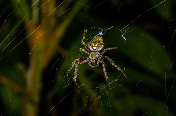Spiders inside Images - Search Images on Everypixel