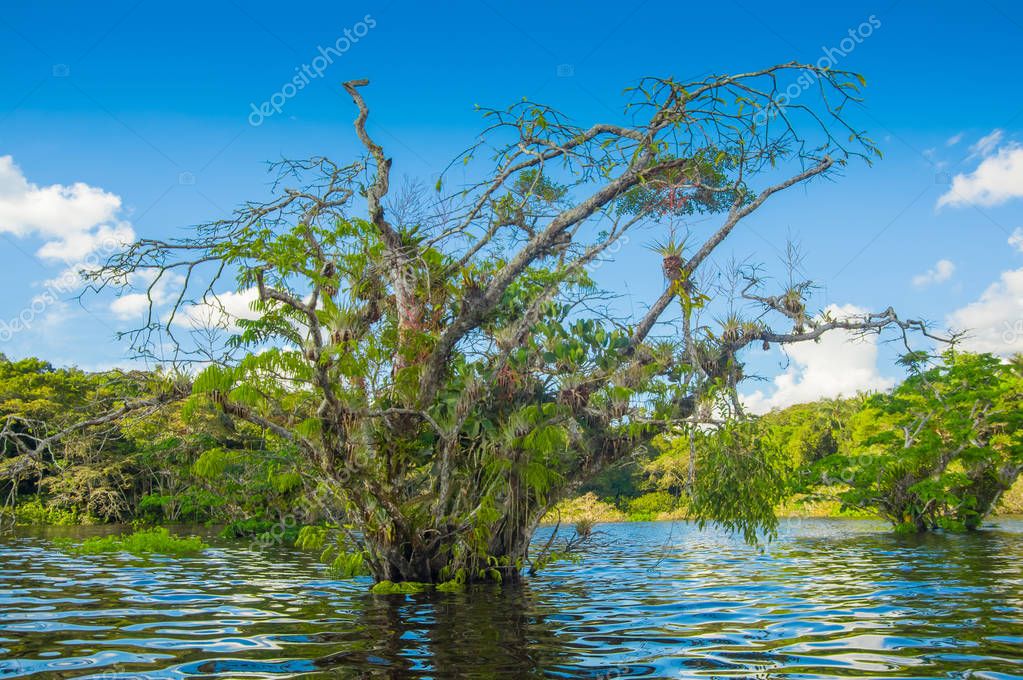 Árboles acuáticos encontrados en zonas de mareas tropicales y ...