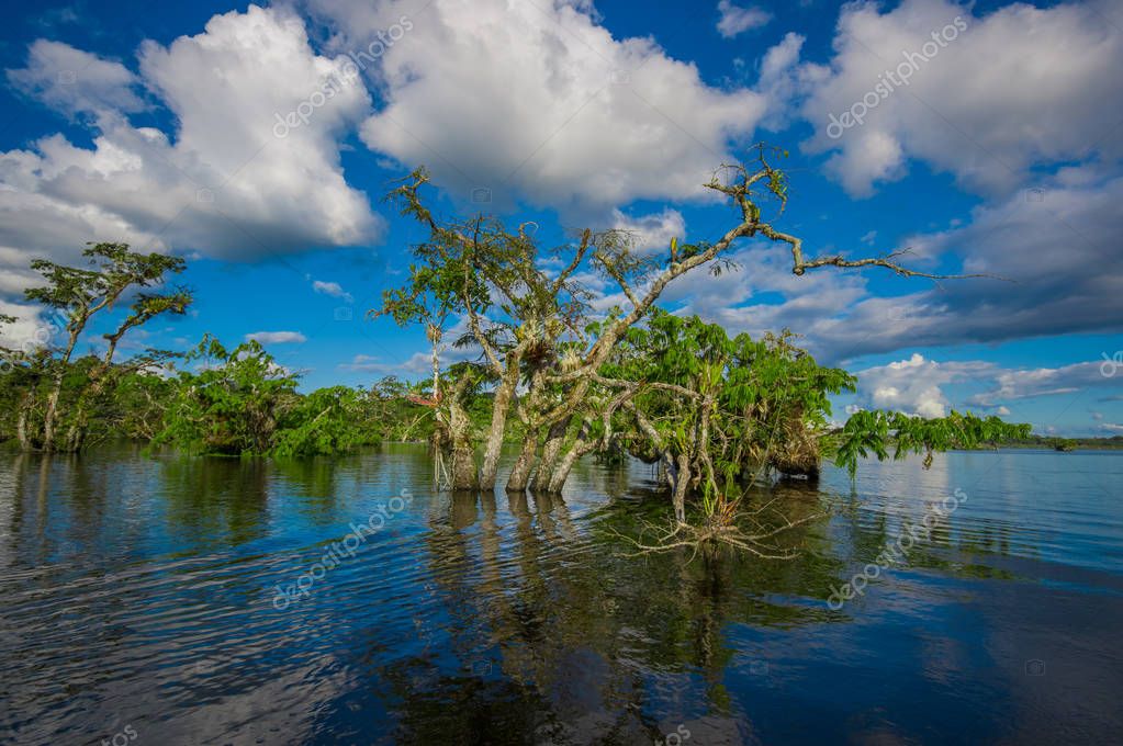 Árboles acuáticos encontrados en zonas de mareas tropicales y ...