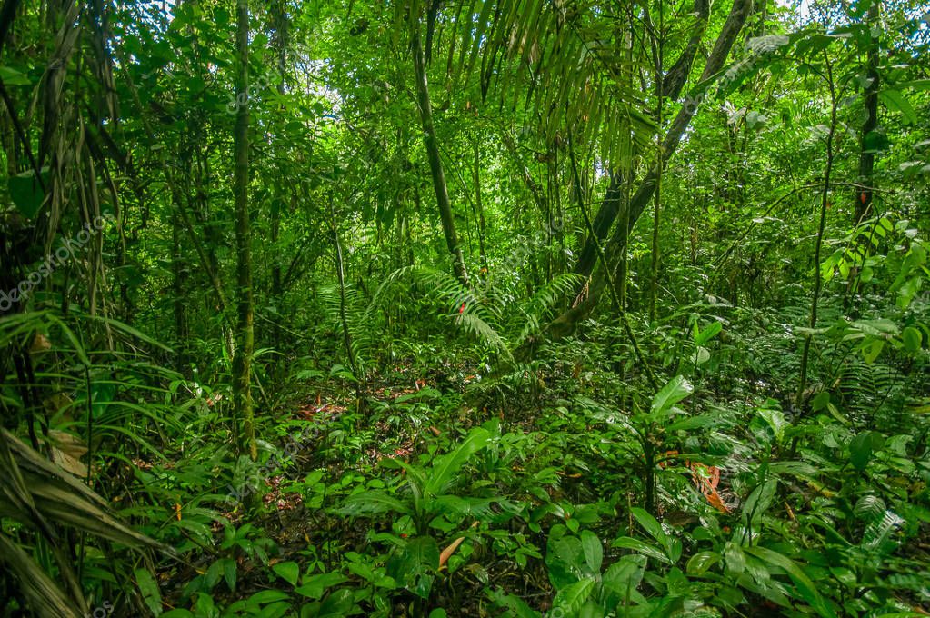 Dentro de la selva amazónica, rodeada de densa vegetación en el Parque ...