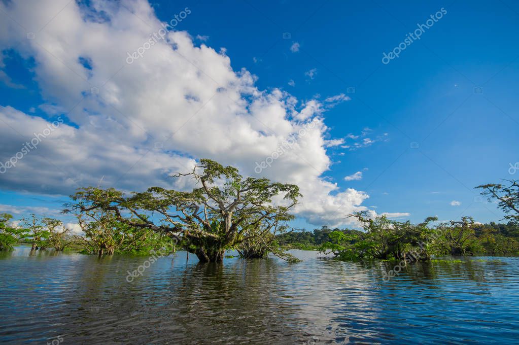 Árboles acuáticos encontrados en zonas de mareas tropicales y ...