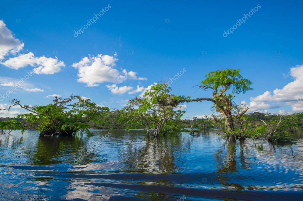 Árboles acuáticos encontrados en zonas de mareas tropicales y ...