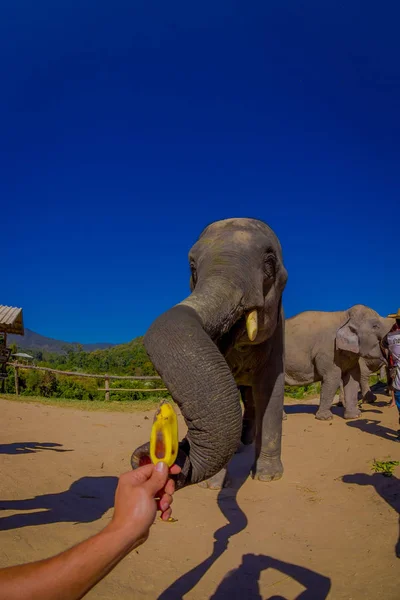 Elephant head gopro Stock Photos, Royalty Free Elephant head gopro ...