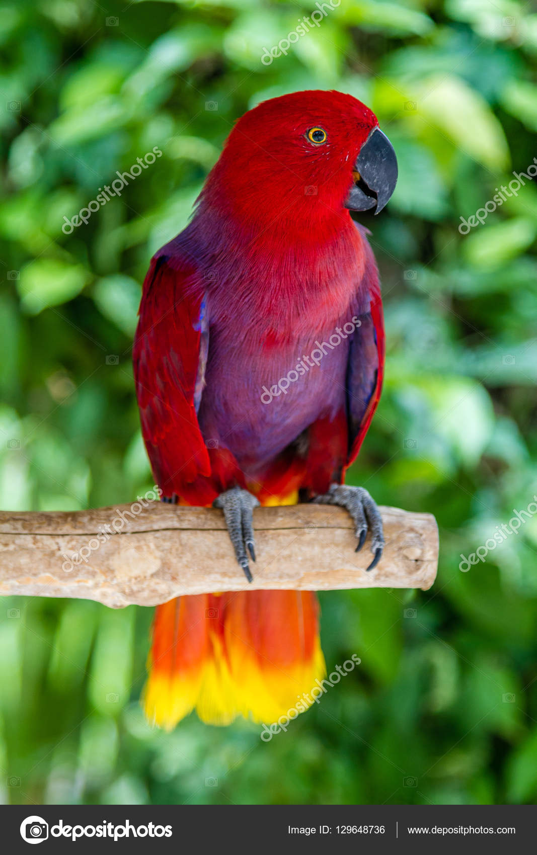 Female Eclectus Parrot
