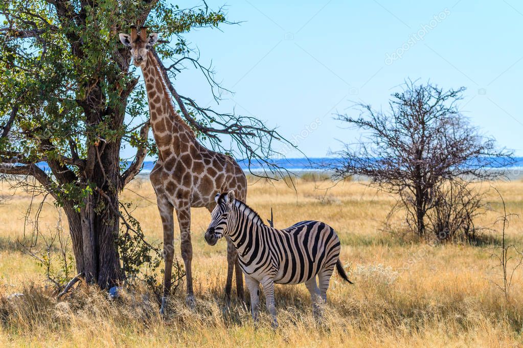 Zebra and a Giraffe getting some shade on the savannah of Etosha ...