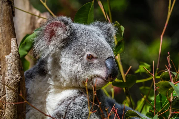Koala in a Eucalyptus Tree, Australia — Stock Photo © cloudia #2210539