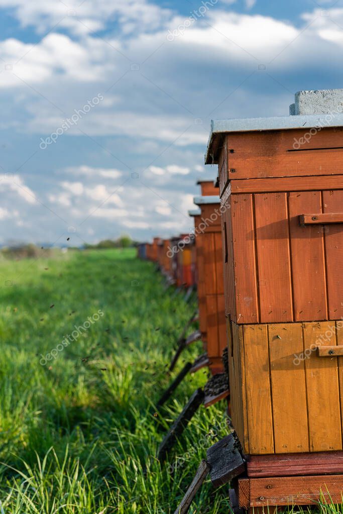 Colmenas tradicionales de madera en los campos. Apicultura y producción ...