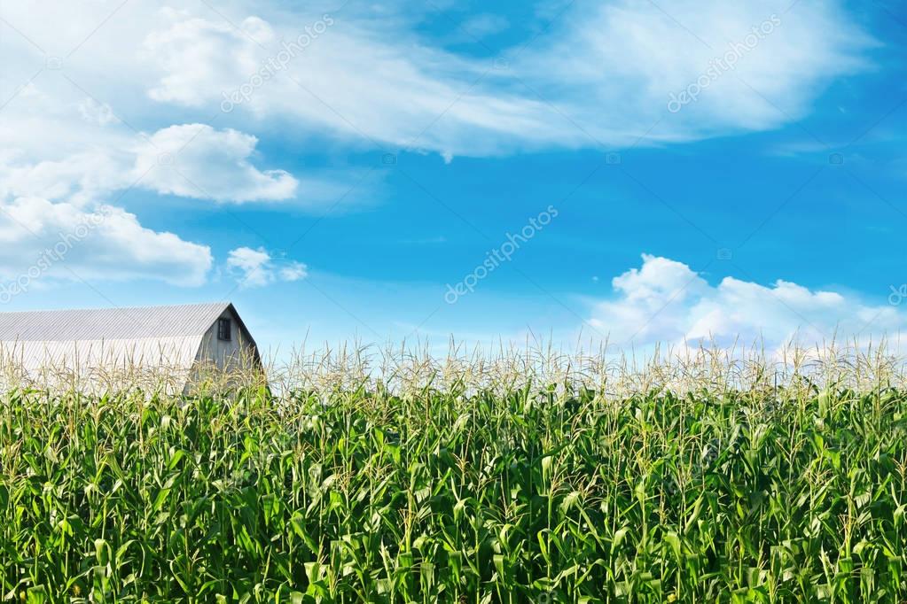 Corn field with barn and blue skies in background — Stock Photo ...