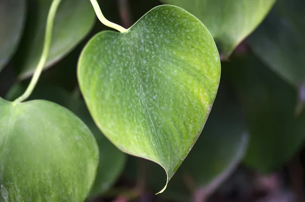 Hojas en forma de corazón fotos de stock, imágenes de Hojas en forma de ...