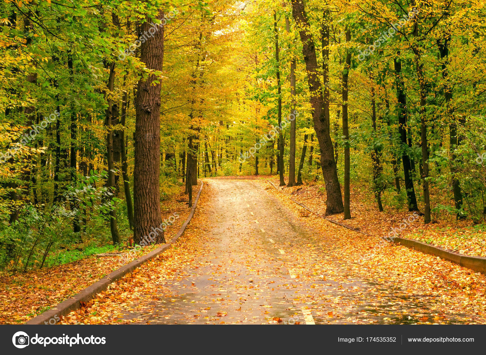 Autumn trees road landscape view Stock Photo by ©Evgenyjs1 174535352