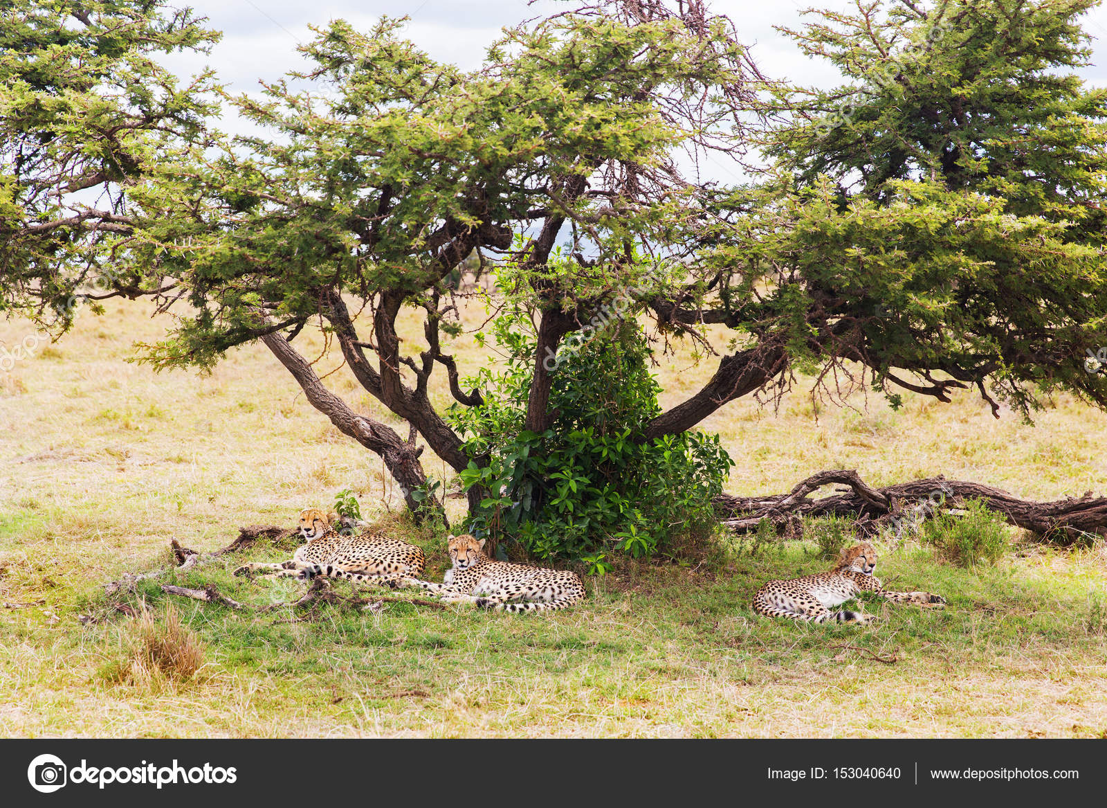 Cheetahs lying under tree in savannah at africa — Stock Photo © Syda ...