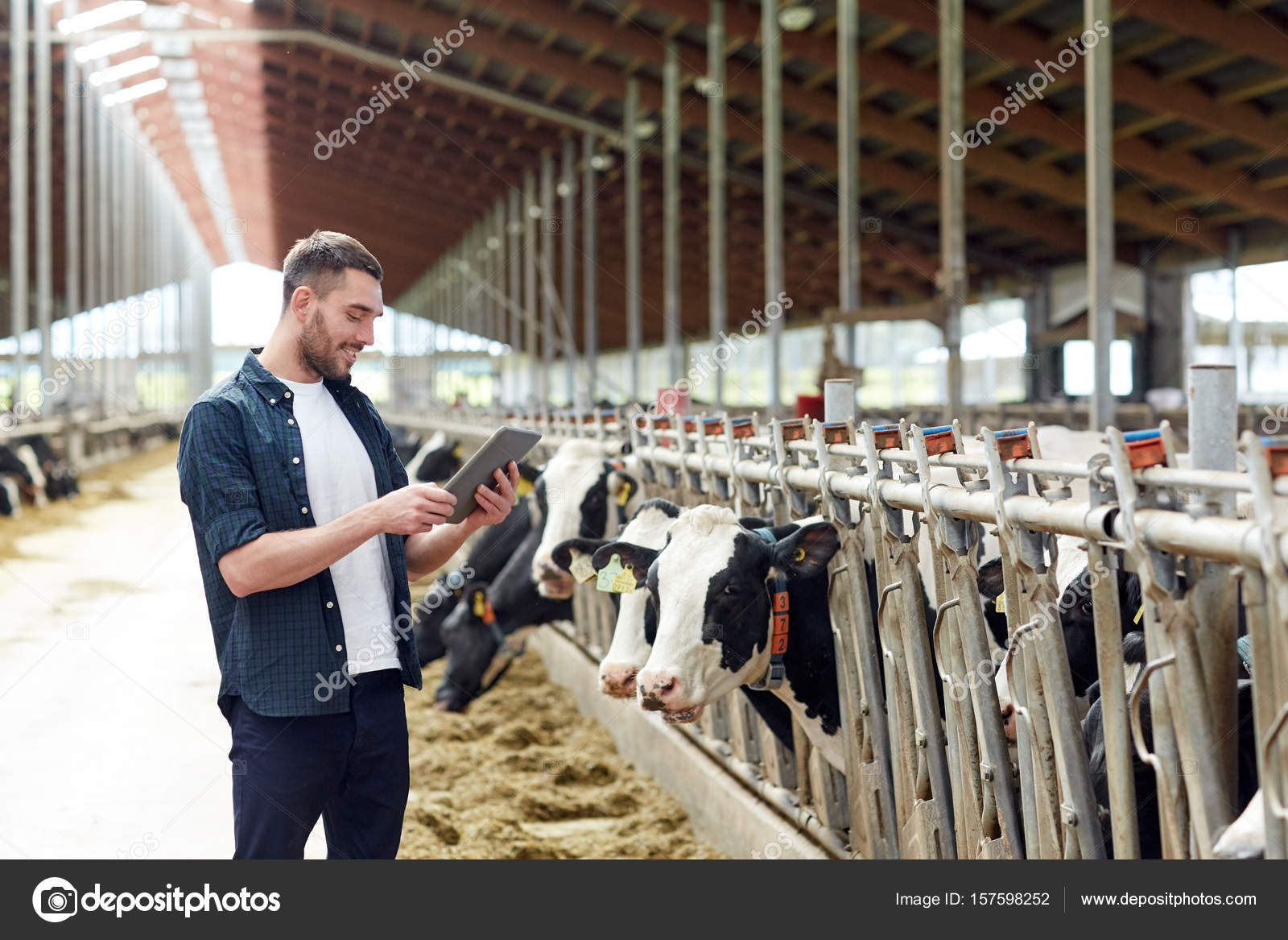 Young man with tablet pc and cows on dairy farm Stock Photo by ©Syda ...