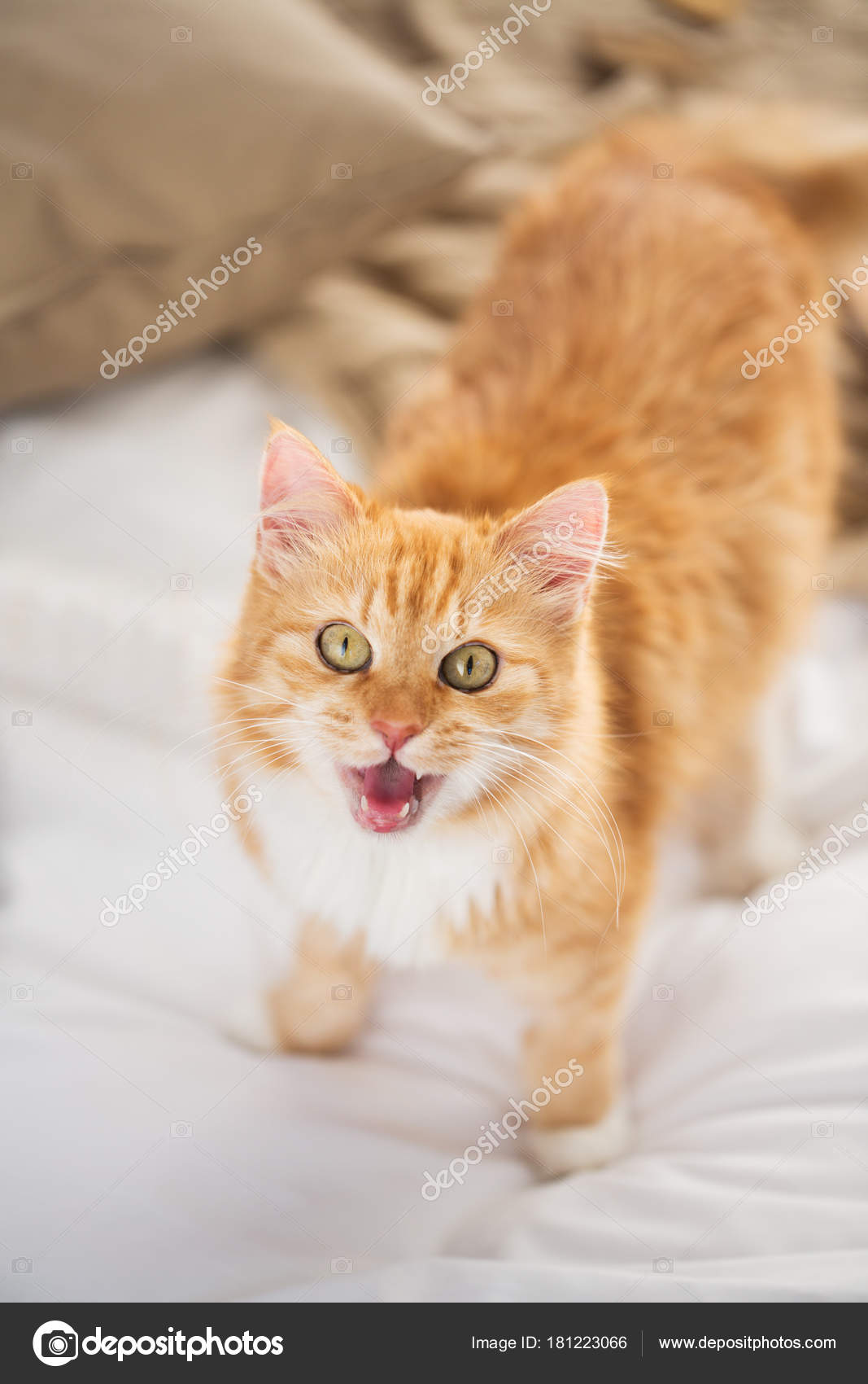 Red tabby cat mewing in bed at home — Stock Photo © Syda_Productions ...