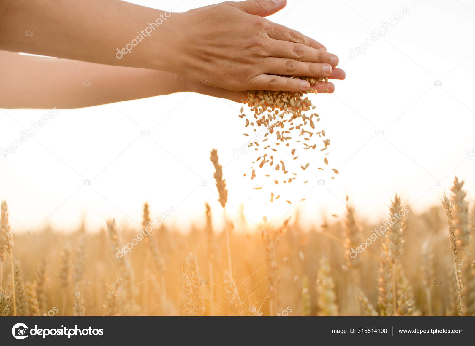 Hands pouring ripe wheat grain on cereal field Stock Photo by ©Syda ...