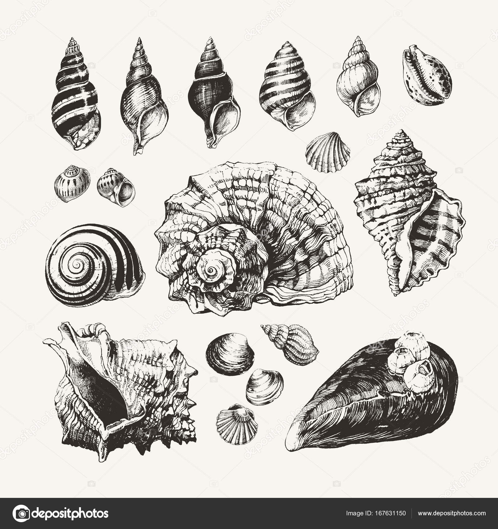 Conch Shell Ink Drawing