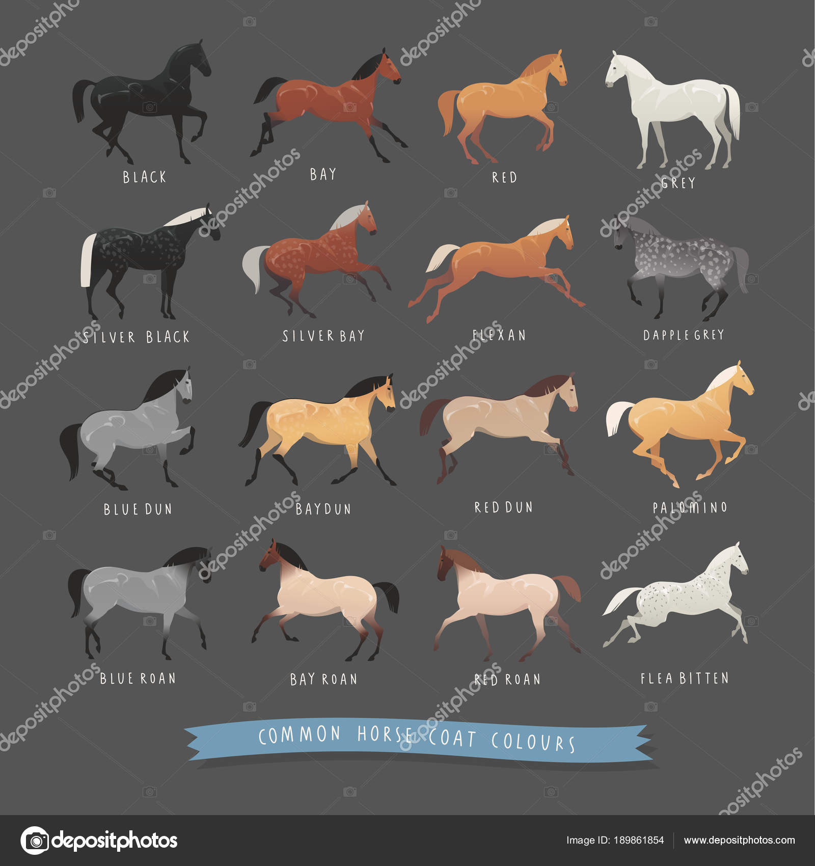 Common Horse Coat Colours Black Bay Silver Gene Horse Dapple Stock ...