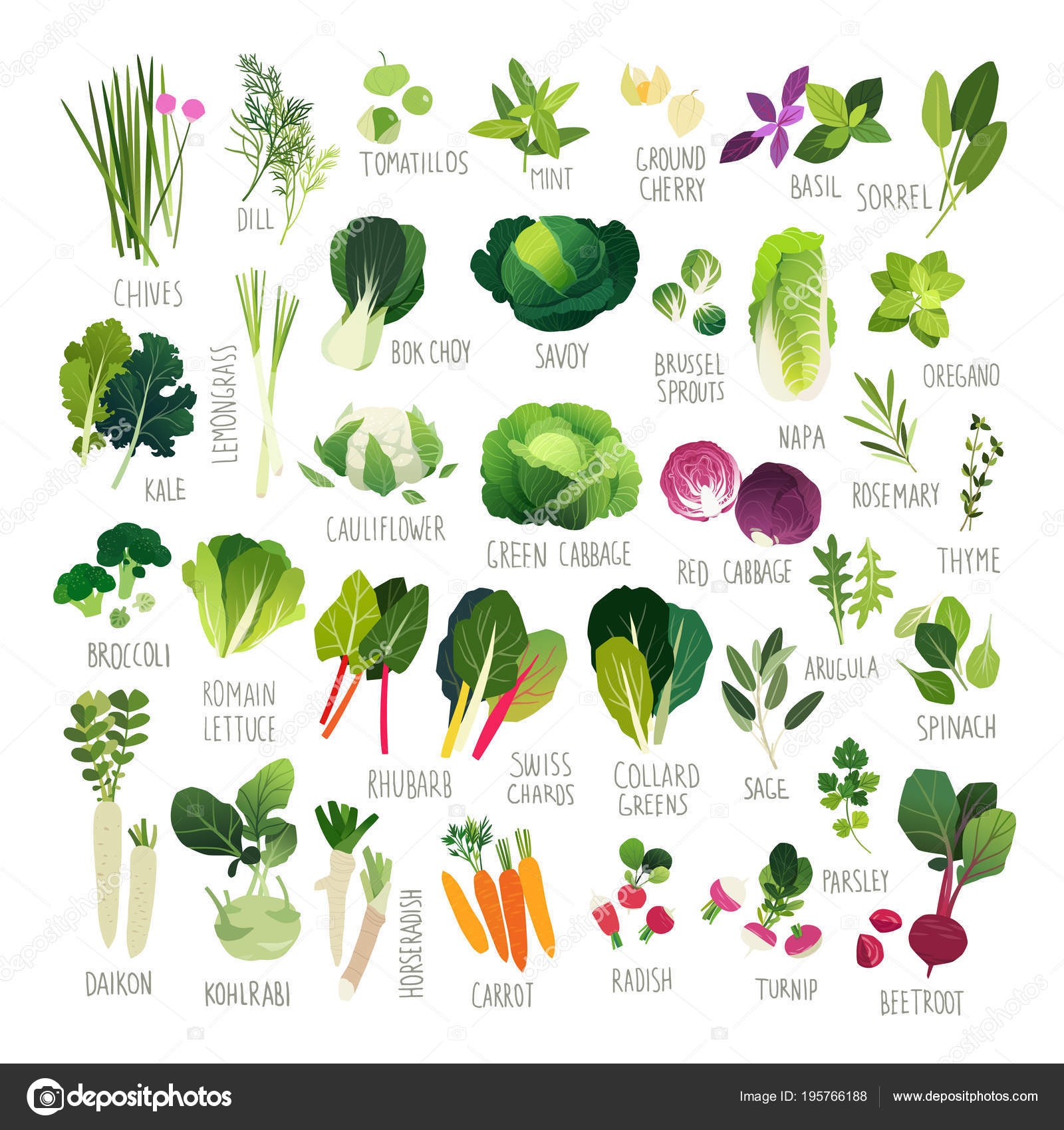 All Kinds Of Vegetables