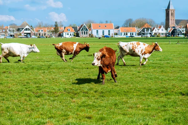 Happy cows Stock Photos, Royalty Free Happy cows Images | Depositphotos