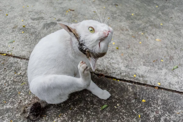 Cat scratching at ear, - Stock Image - Everypixel