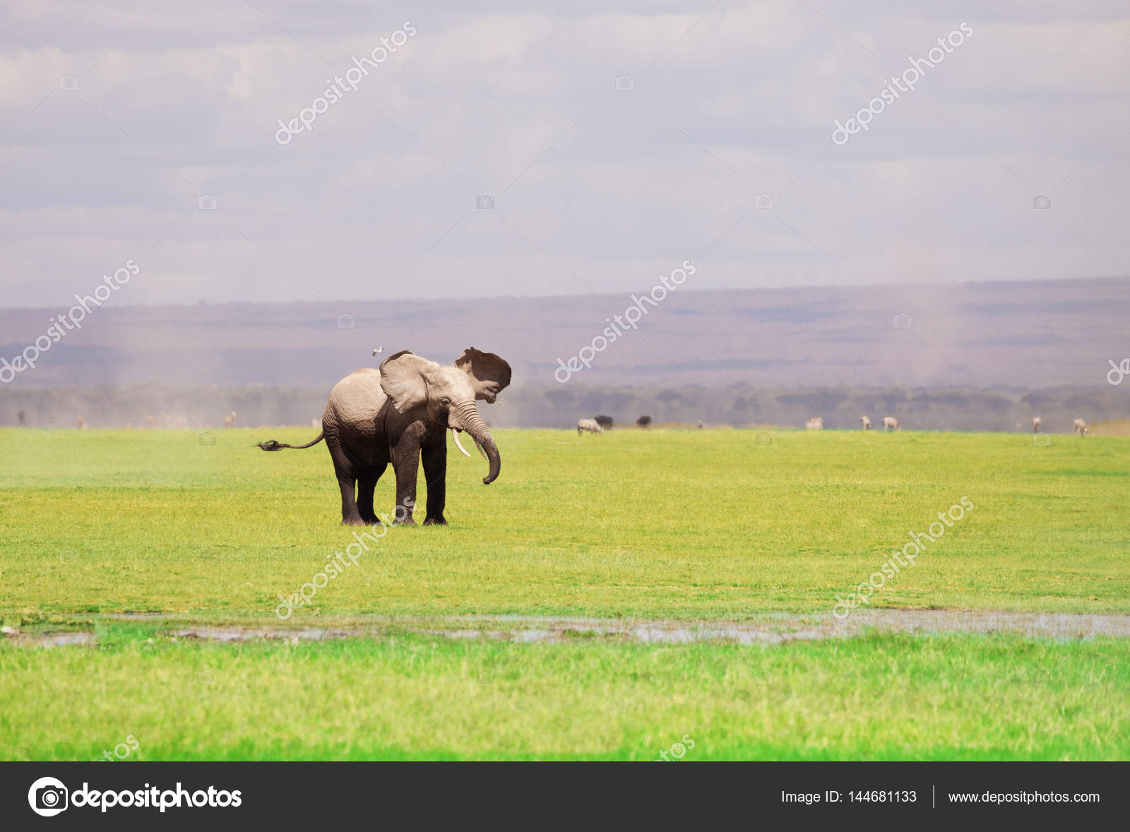 Large African elephant with flapping ears — Stock Photo © serrnovik ...