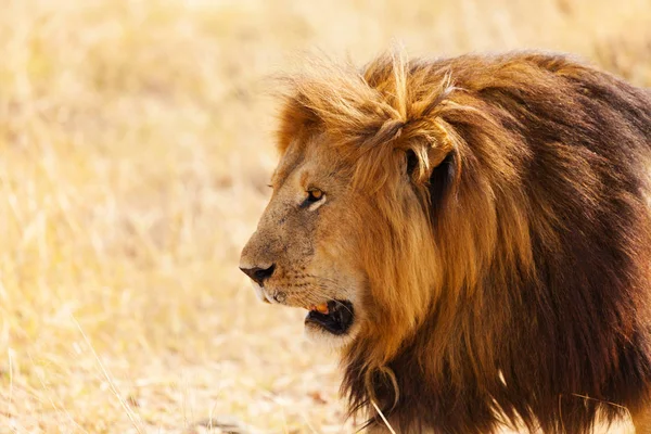 Lion side view Stock Photos, Royalty Free Lion side view Images ...