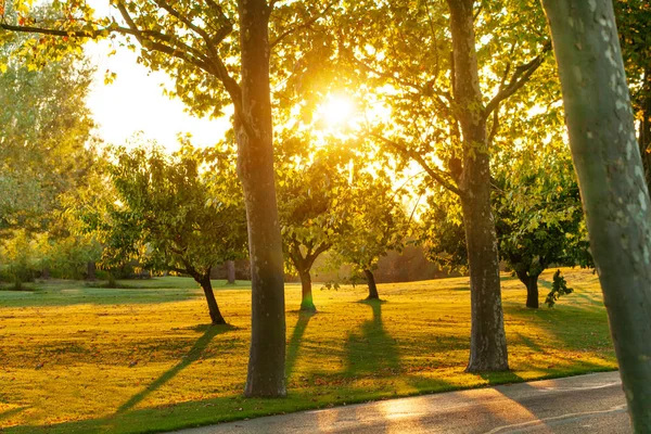 Light through trees Stock Photos, Royalty Free Light through trees ...
