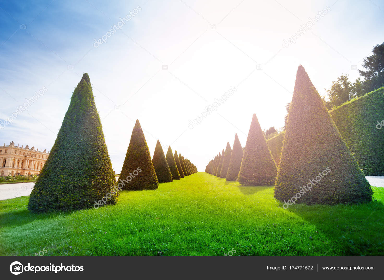 Converging Rows Trees Gardens Versailles Sunny Day France – Stock ...
