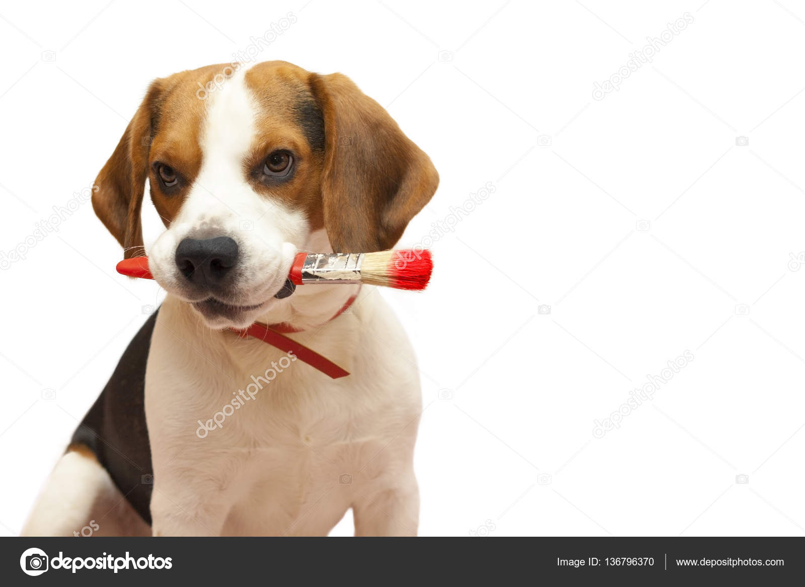 Beagle with a brush in his mouth — Stock Photo © kiruhelio #136796370