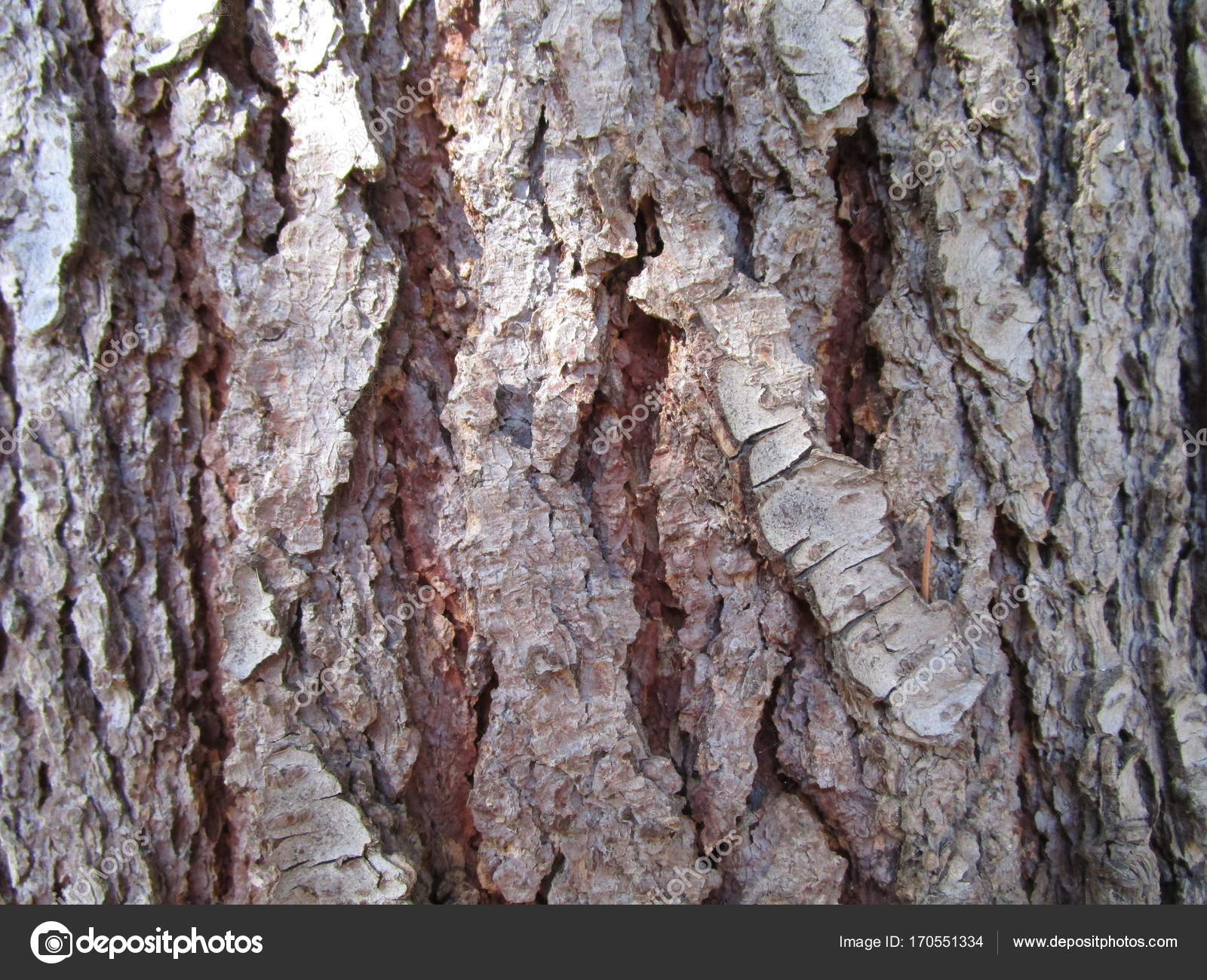 Old tree bark — Stock Photo © Lyolya073gmail #170551334