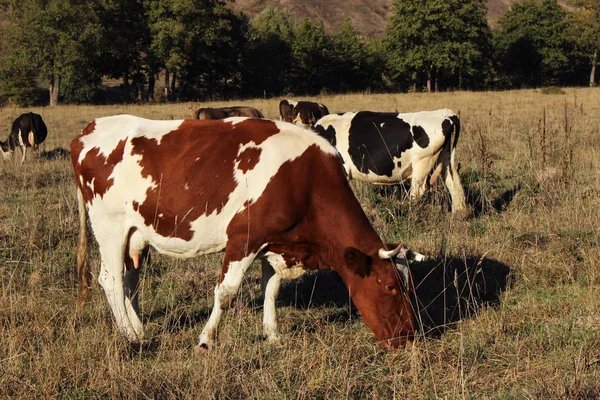 Texas cows Stock Photos, Royalty Free Texas cows Images | Depositphotos