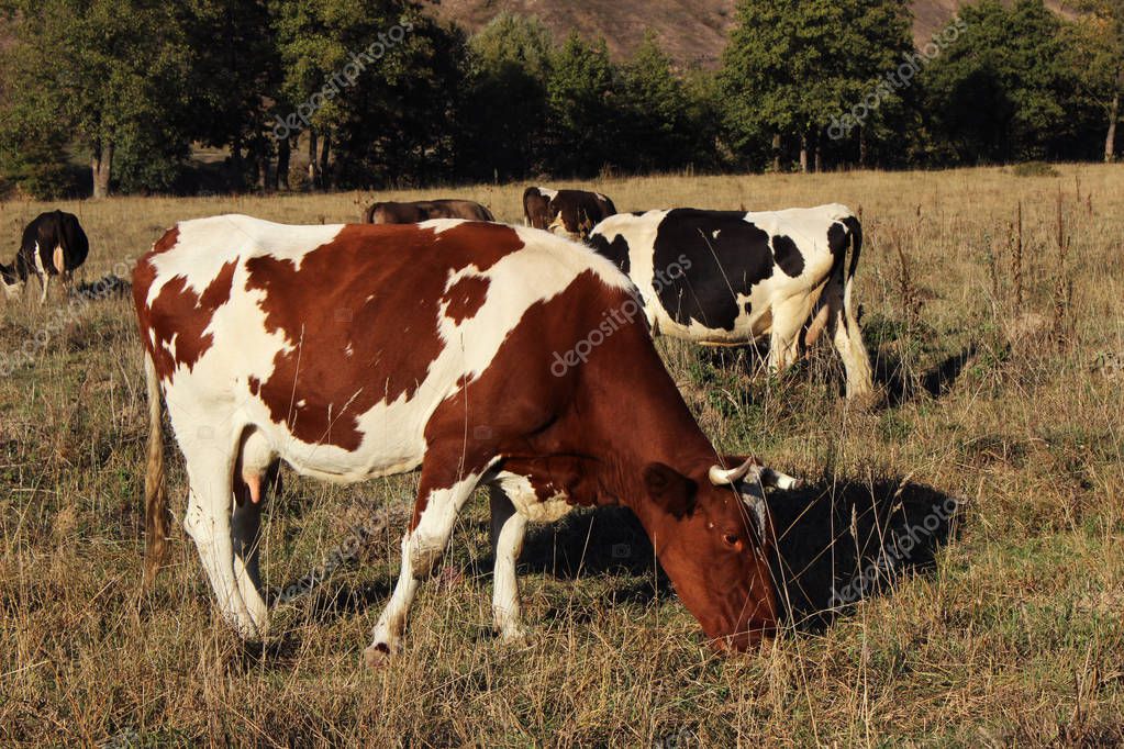 Vacas pastando en un campo, hierba seca y árboles alrededor 2022