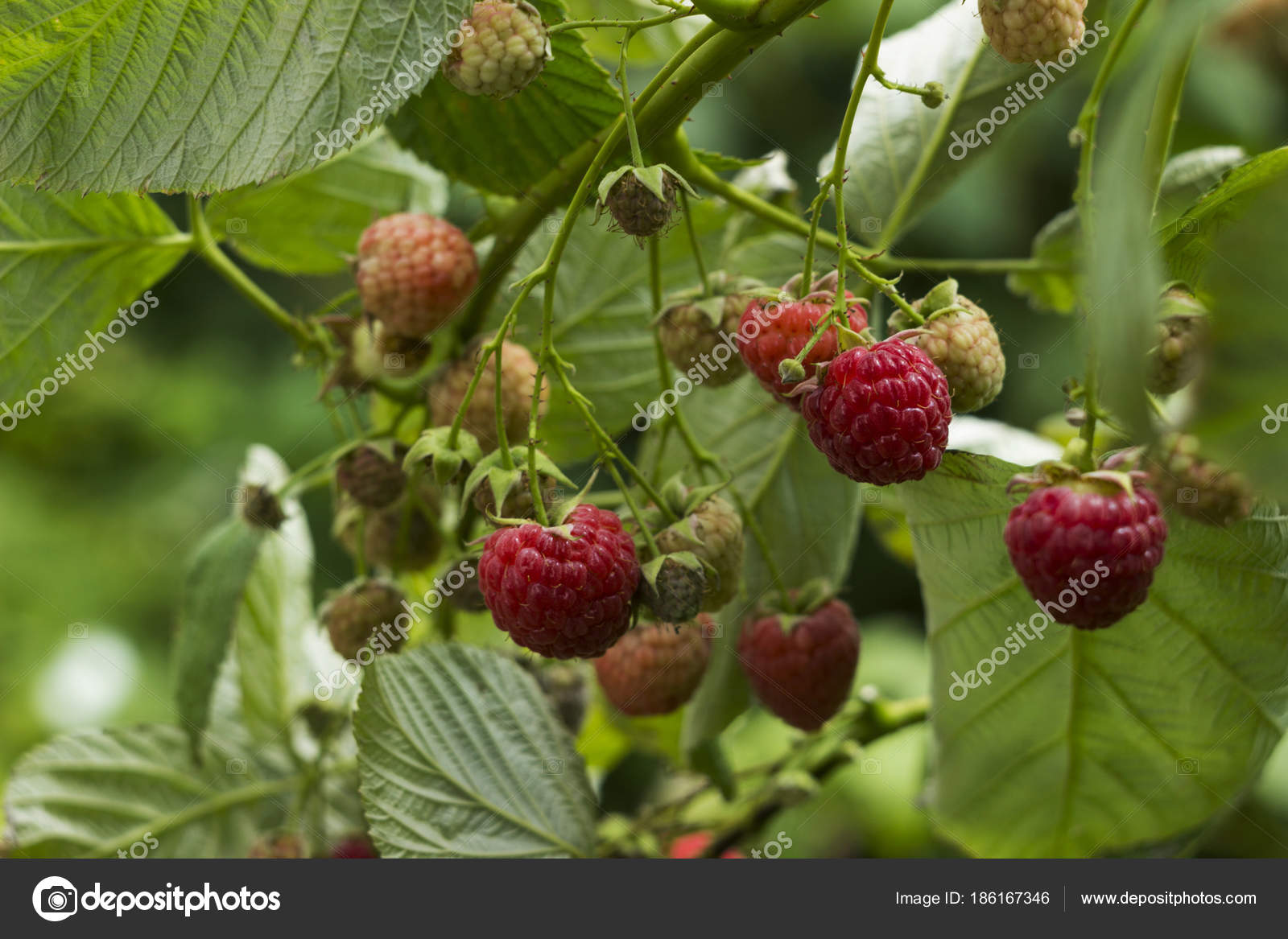 Ripe raspberry hanging from a branch in the garden — Stock Photo ...